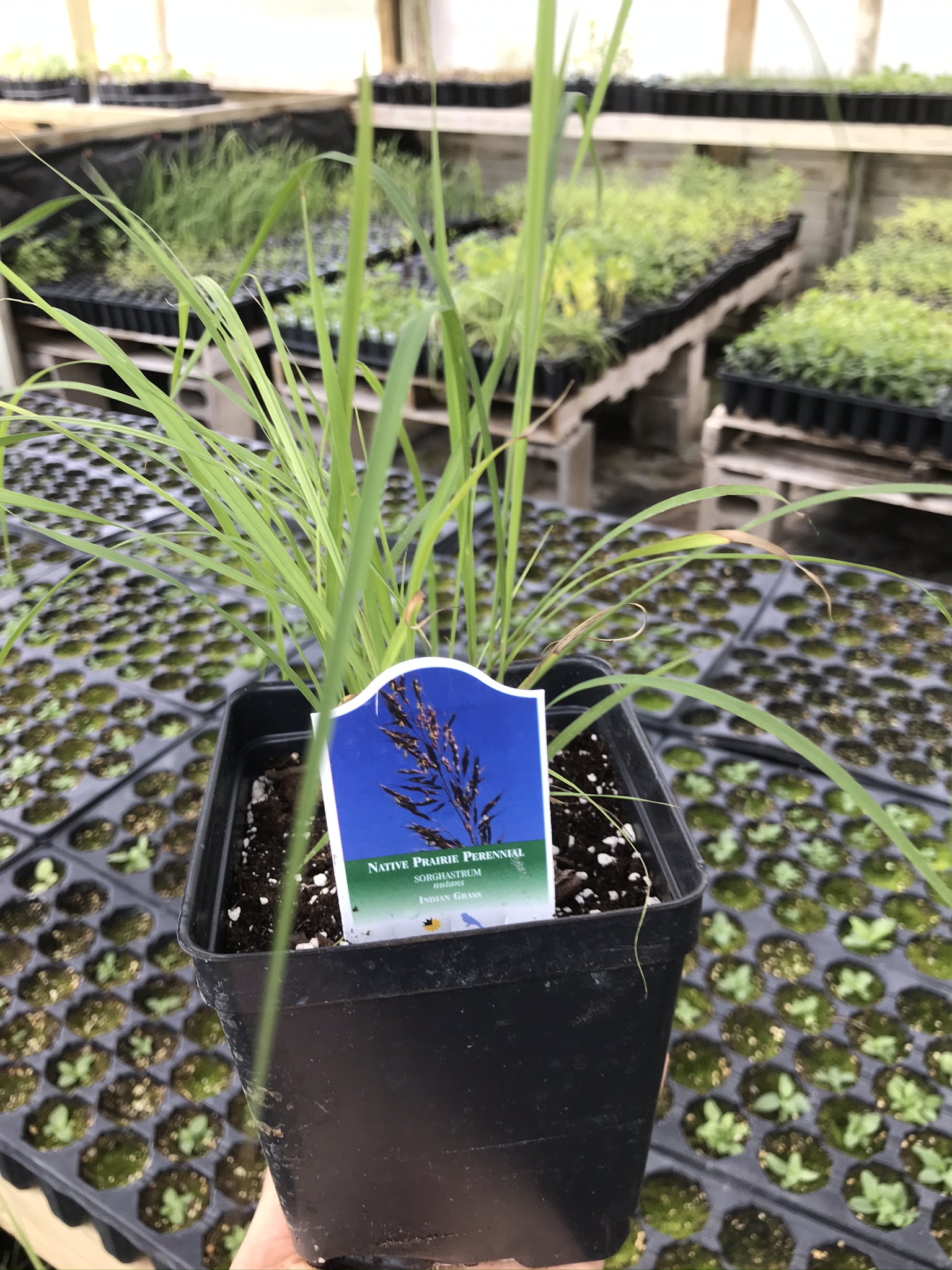 Indian Grass, Sorghastrum Nutans - Designs By Nature South